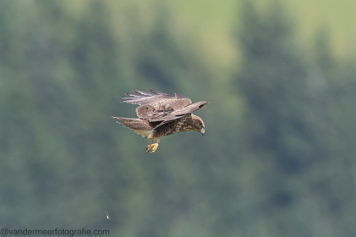 Bussarde, buzzard's :: vandermeerfotografie.com