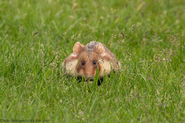 Feldhamster (Cricetus cricetus :: vandermeerfotografie.com